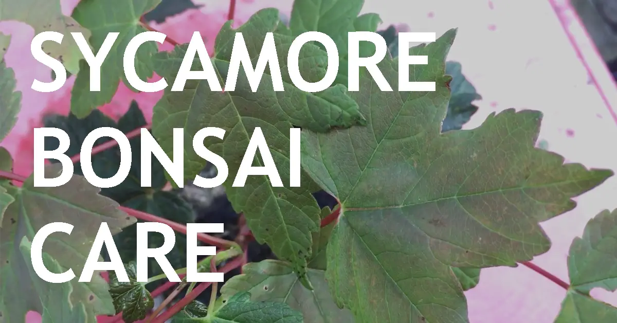 Sycamore Bonsai Care - Back Garden Bonsai