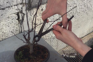 How To Prune A Bonsai Tree - A Beginners Guide - Back Garden Bonsai