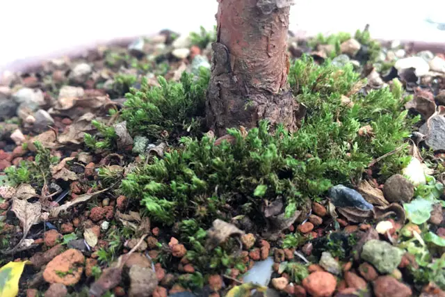 How to Moss a Bonsai - The 4 Best Techniques - Back Garden Bonsai