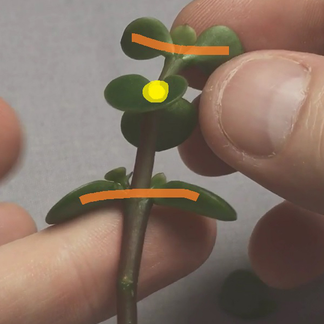 How To Prune A Bonsai Tree - A Beginners Guide - Back Garden Bonsai