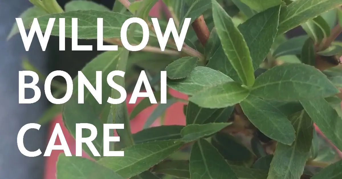 Willow Bonsai Care - Back Garden Bonsai