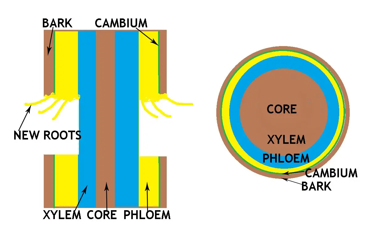 Air Layering Diagram How To Propagate Your Plants By Cutting