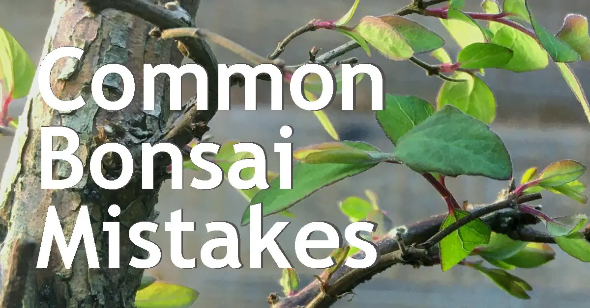 The Top 6 Most Common Bonsai Mistakes And How to Avoid Them - Back ...