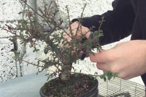 How Do Bonsai Stay Small? - Back Garden Bonsai