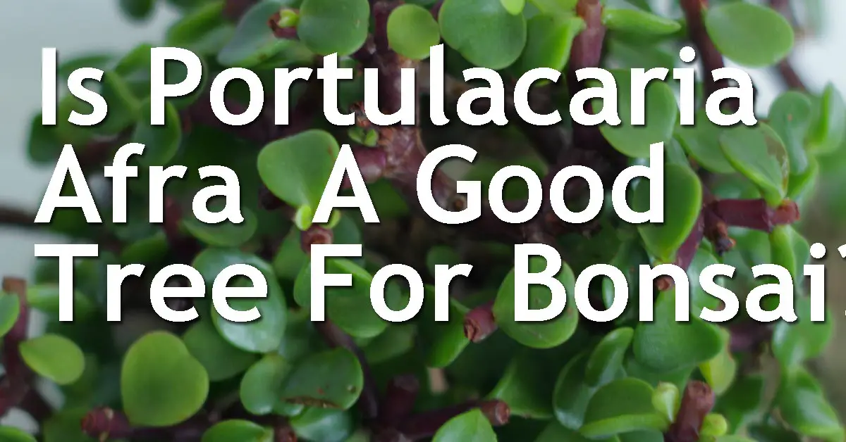 Is Portulacaria Afra A Good Tree For Bonsai? - Back Garden Bonsai