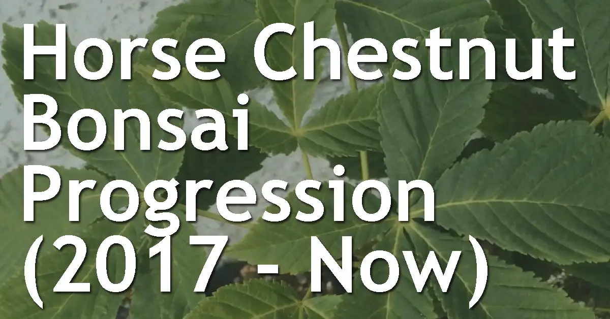 Horse Chestnut Bonsai Progression (2017 - Now) - Back Garden Bonsai