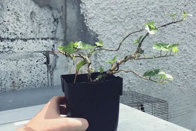 Ivy Bonsai Progression (2016- Now) - Back Garden Bonsai