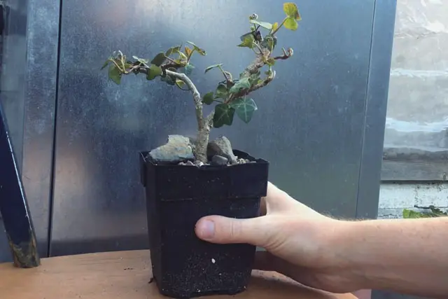 Ivy Bonsai Progression (2016- Now) - Back Garden Bonsai