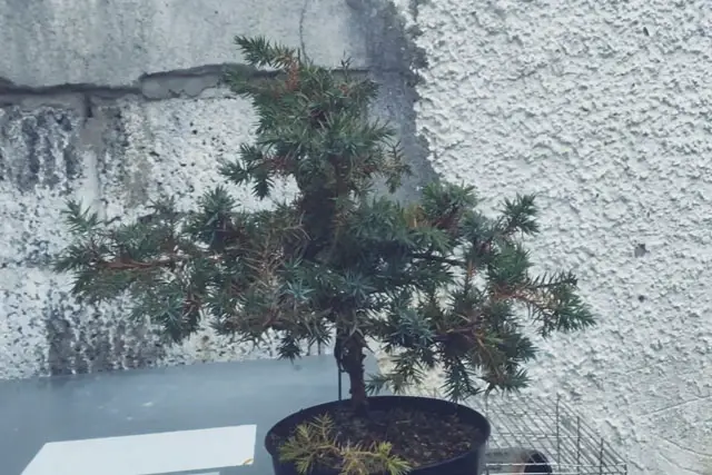 What Are Cold Hardy Bonsai Trees? - Back Garden Bonsai