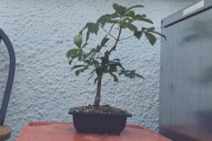 Is A Horse Chestnut A Good Tree For Bonsai? - Back Garden Bonsai