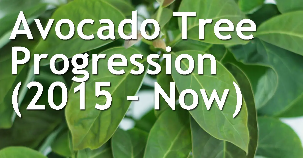 Avocado Tree Progression (2015 – Now) - Back Garden Bonsai