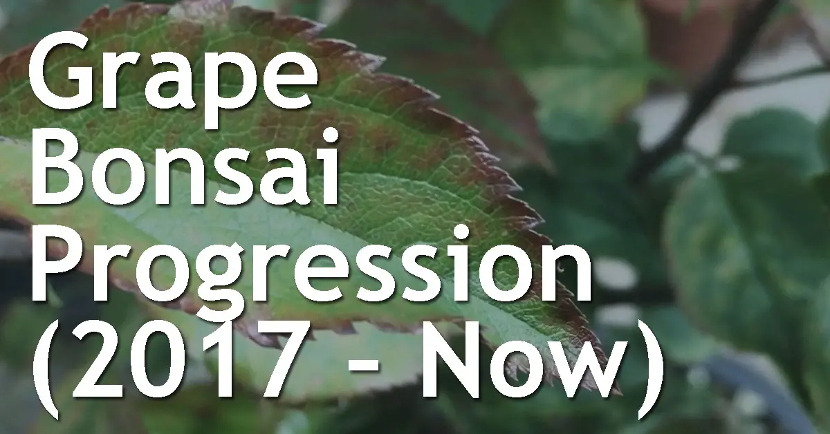 Grape Bonsai Progression (2017 – Now) - Back Garden Bonsai