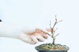 Grape Bonsai Care - Back Garden Bonsai