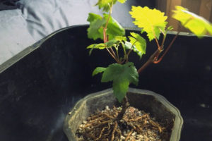 Grape Bonsai Care - Back Garden Bonsai