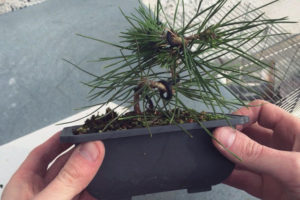 Japanese Black Pine Care Guide – Back Garden Bonsai