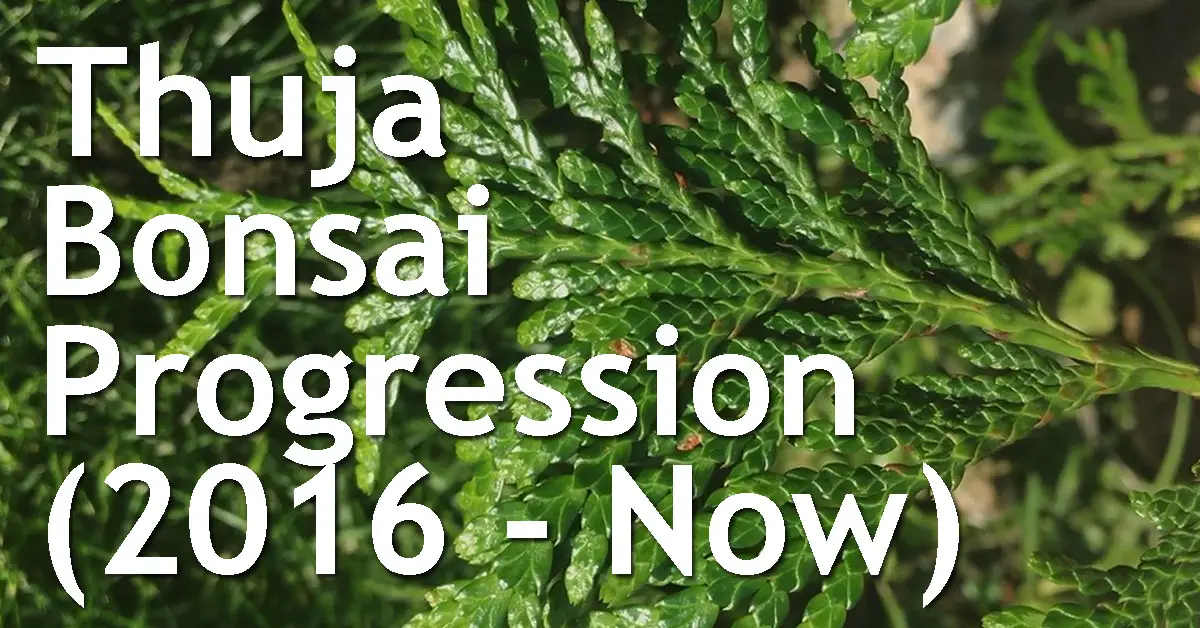 Thuja Bonsai Progression (2016 - Now) - Back Garden Bonsai