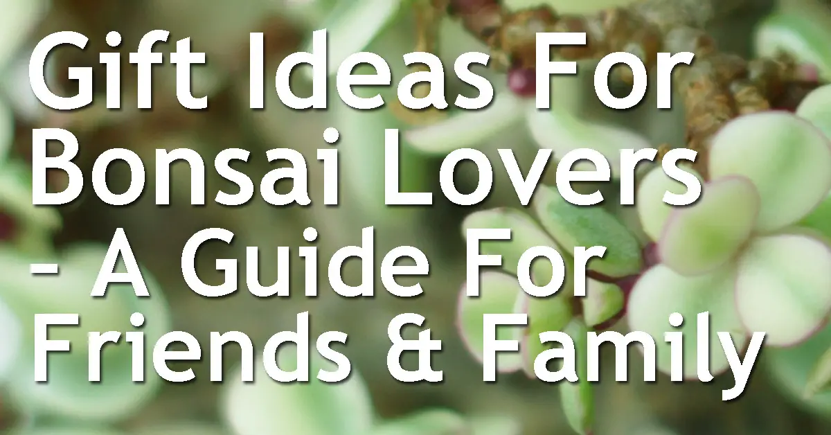 Gift Ideas For Bonsai Lovers – A Guide For Friends And Family - Back ...