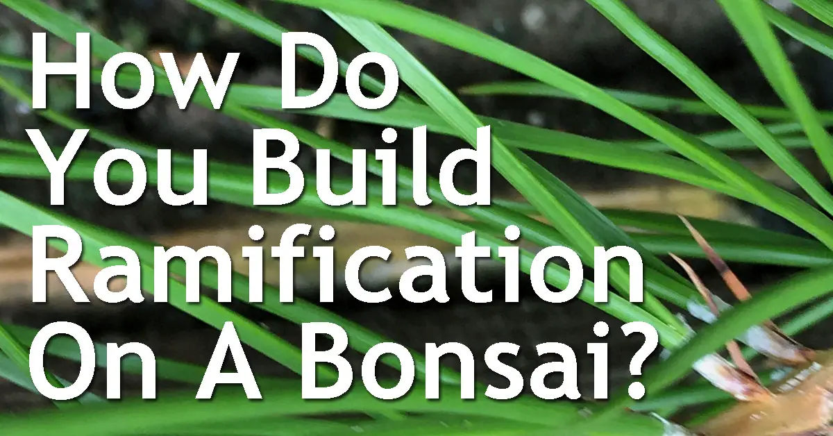 How Do You Build Ramification On A Bonsai? - Back Garden Bonsai