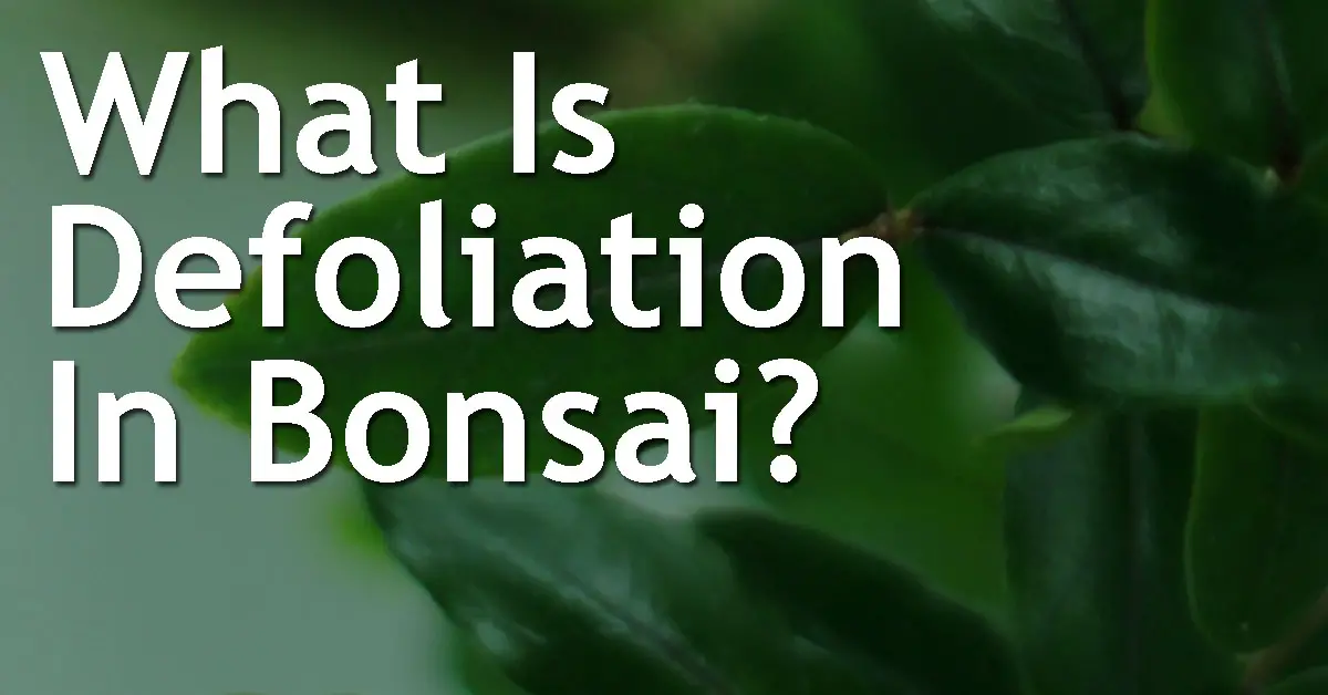 What Is Defoliation In Bonsai? - Back Garden Bonsai