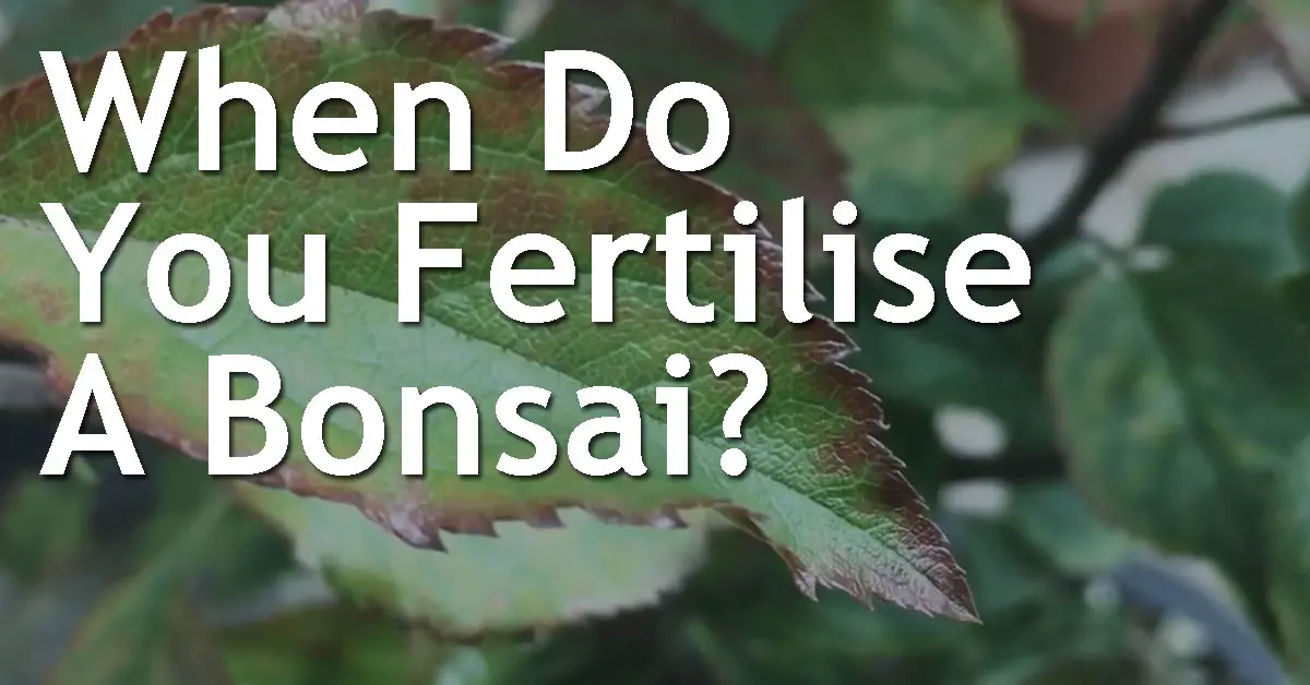 When Do You Fertilise A Bonsai? - Back Garden Bonsai