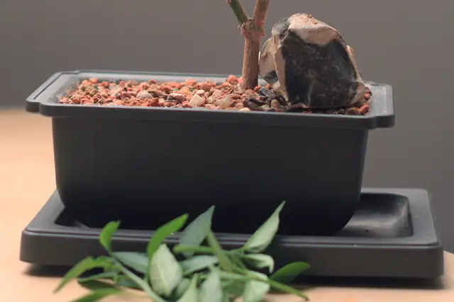 How To Pick A Drip Tray For Your Bonsai - Back Garden Bonsai