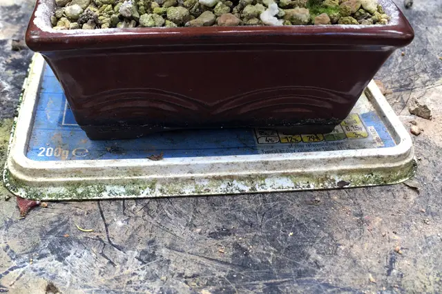 How To Pick A Drip Tray For Your Bonsai - Back Garden Bonsai