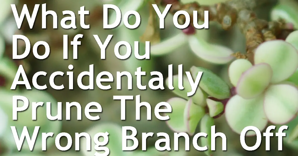 What Do You Do If You Accidentally Prune The Wrong Branch Off Your ...