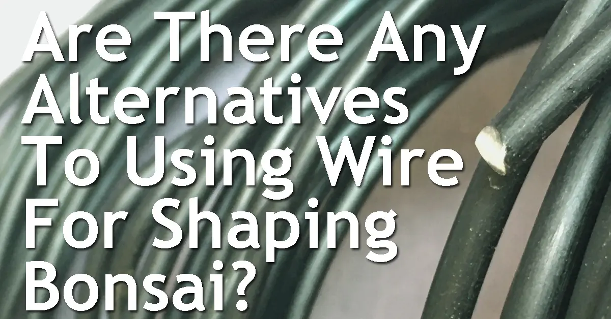 Are There Any Alternatives To Using Wire For Shaping Bonsai? - Back ...