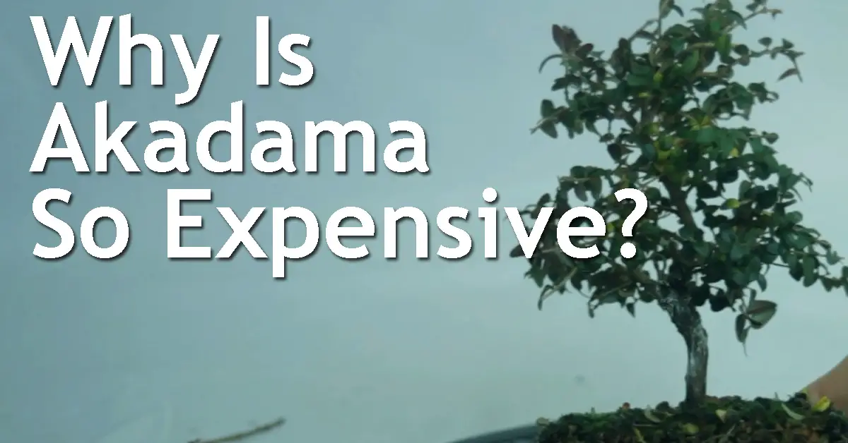 Why Is Akadama So Expensive? - Back Garden Bonsai